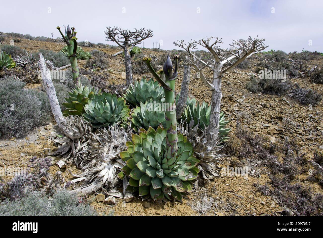 Cedros island agave agave sebastiana hi-res stock photography and ...