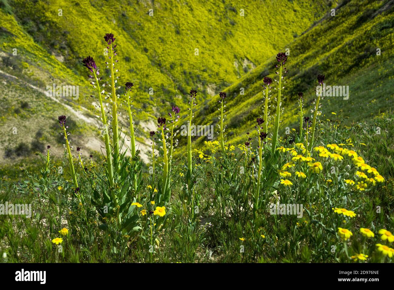 Desert Candle (Caulanthus inflatus), is a rare desert plant that ...