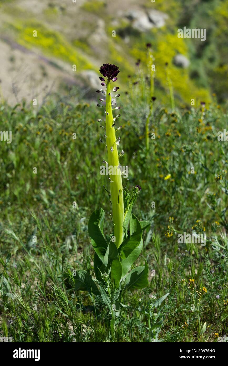 Desert Candle (Caulanthus inflatus), is a rare desert plant that ...