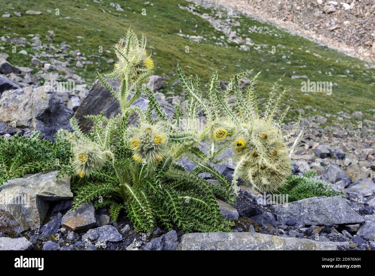 Alpine thistle cirsium scopulorum hi-res stock photography and images ...