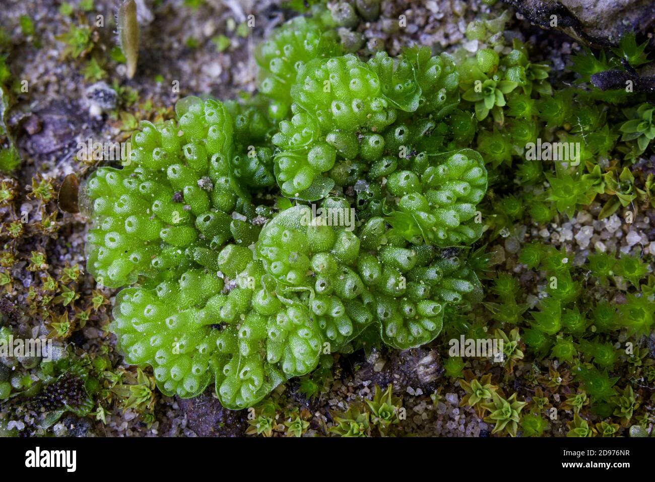 Sphaerocarpos texanus, a liverwort which is diecious (having the male ...