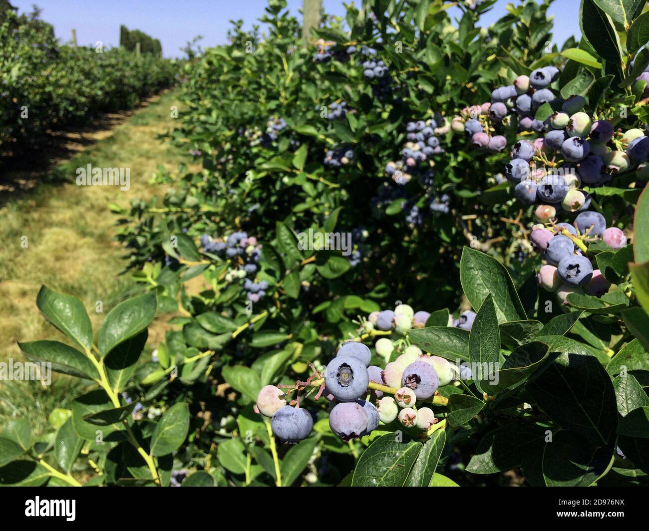 Blueberry Orchard, Washington state Stock Photo - Alamy