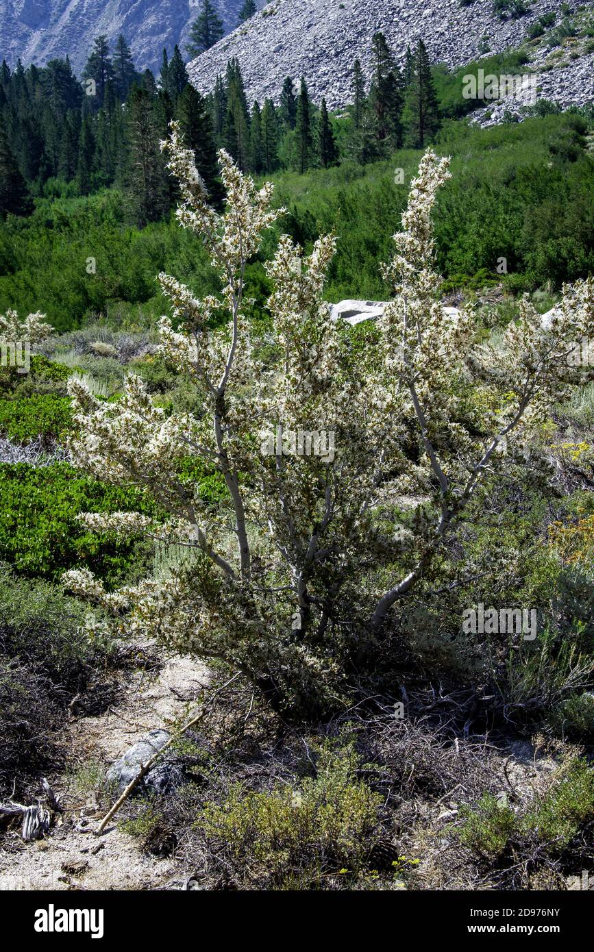 Curl-leaf Mountain Mahogany (Cerocarpus ledifolius var. intermontanus ...