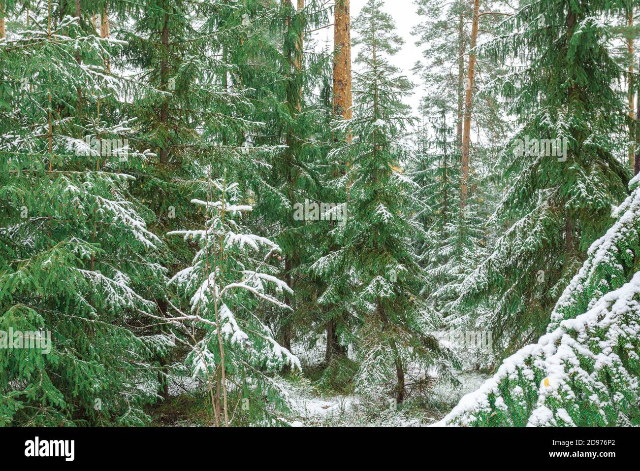 Spruce forest in the snow. Winter background. High quality photo Stock ...
