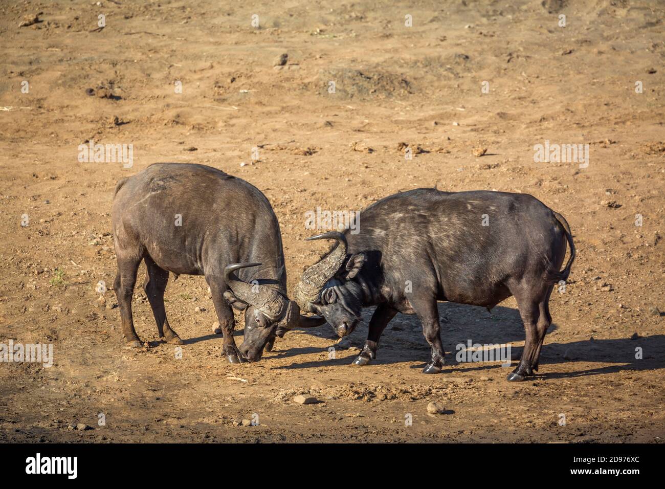 Water buffalo fight hi-res stock photography and images - Alamy
