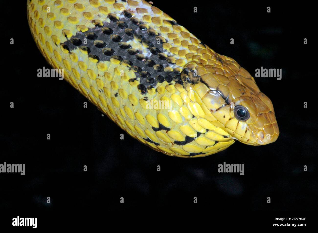 Amazon Puffing Snake (Spilotes sulphureus), French Guyana Stock Photo ...