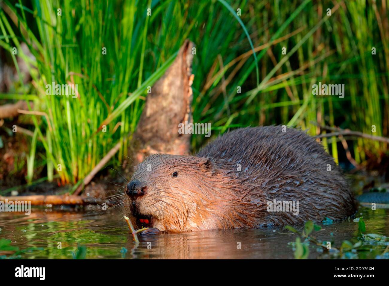 Castor fiber portrait hi-res stock photography and images - Alamy