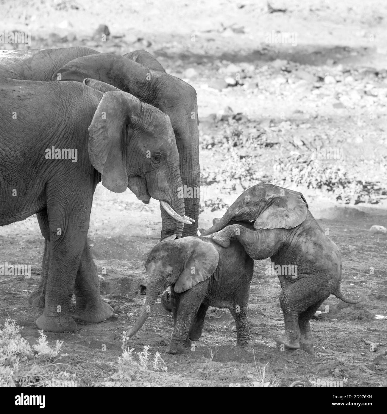 Small group of African bush elephants with calf playing in Kruger ...