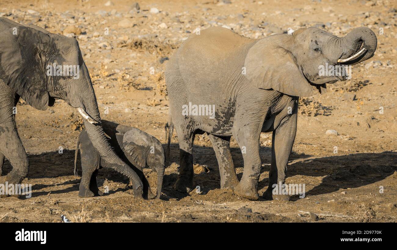 Two African bush elephants and cute calf in Kruger National park, South ...