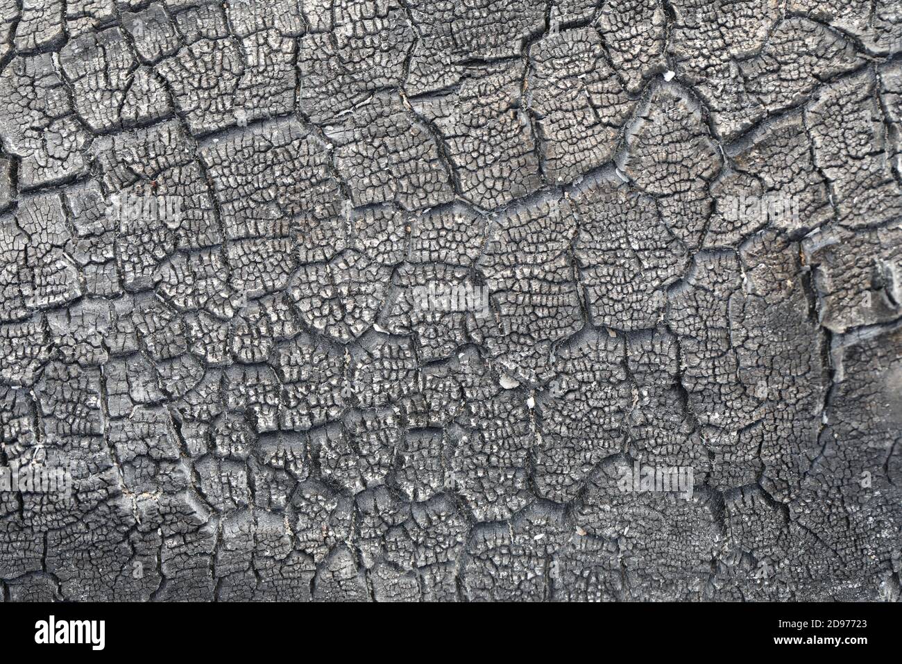 Burnt wood from extinguished, burnt out bonfire. Textures, patterns ...