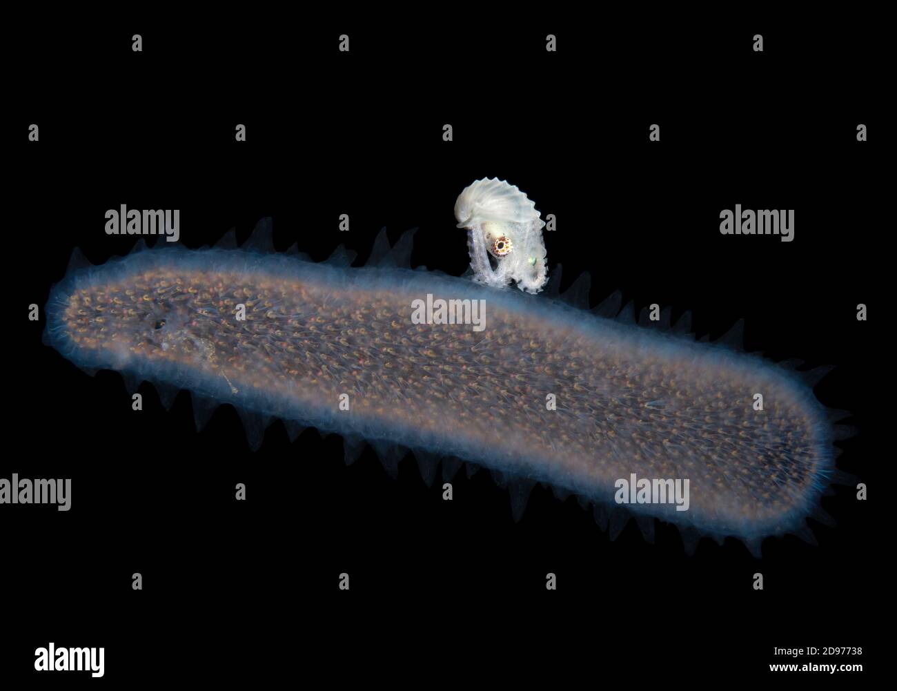 Nautilus submarine hi-res stock photography and images - Alamy