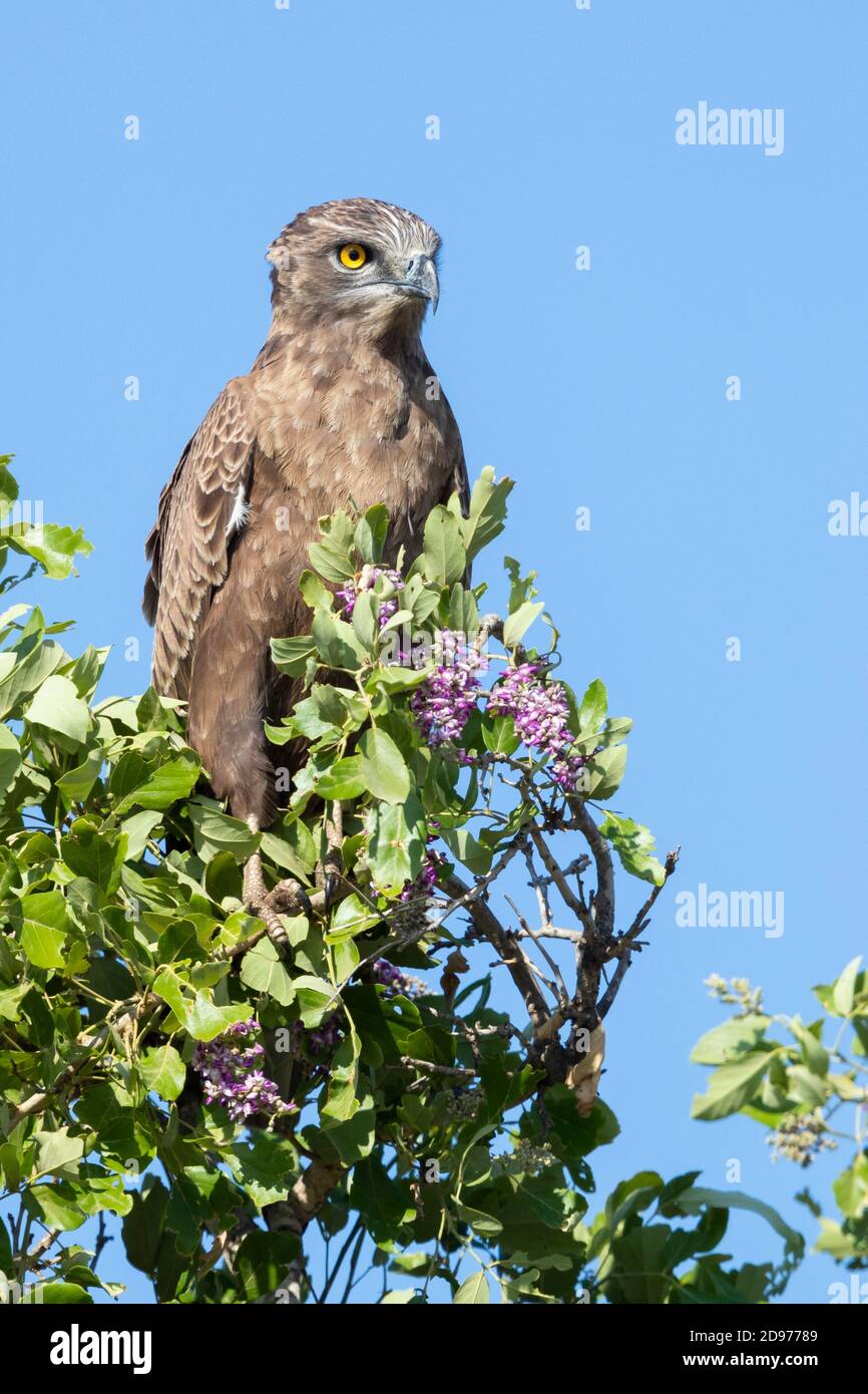Lonely eagle hi-res stock photography and images - Alamy