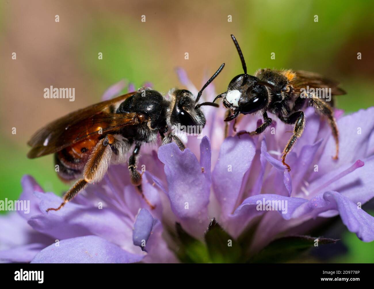 Male female anatomy hi-res stock photography and images - Alamy