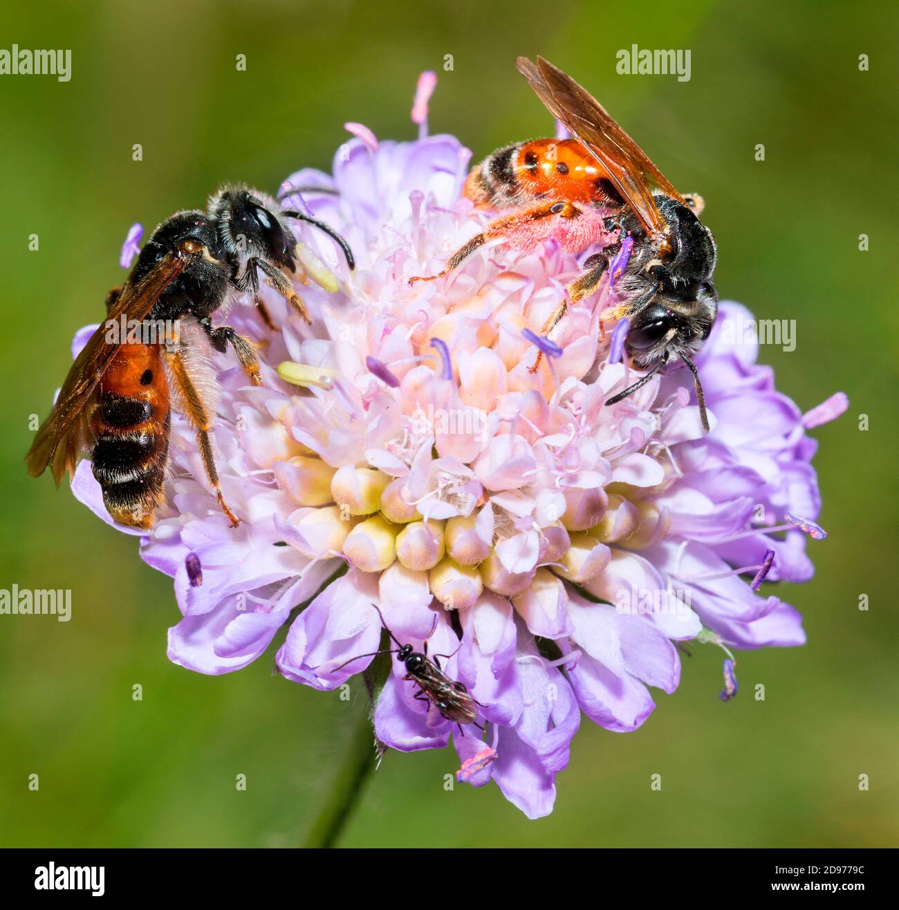 Female is large hi-res stock photography and images - Alamy