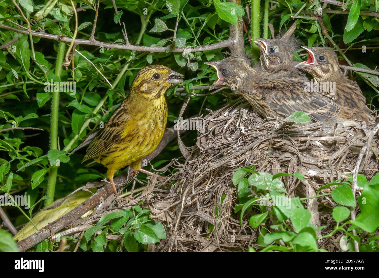 Yellowhammer female nest hi-res stock photography and images - Alamy