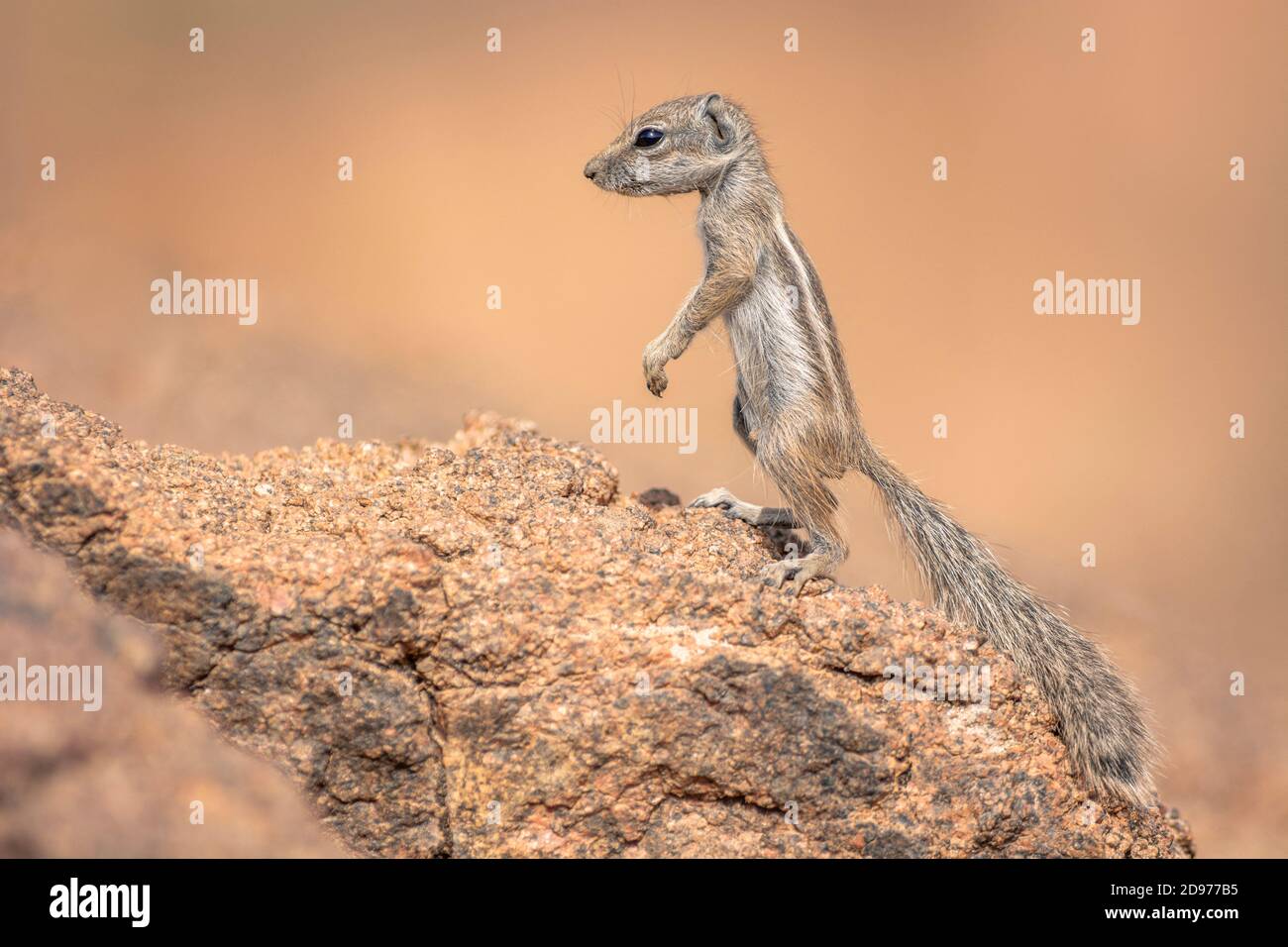 Barbary ground squirrel (Atlantoxerus getulus) on a rock in the desert ...