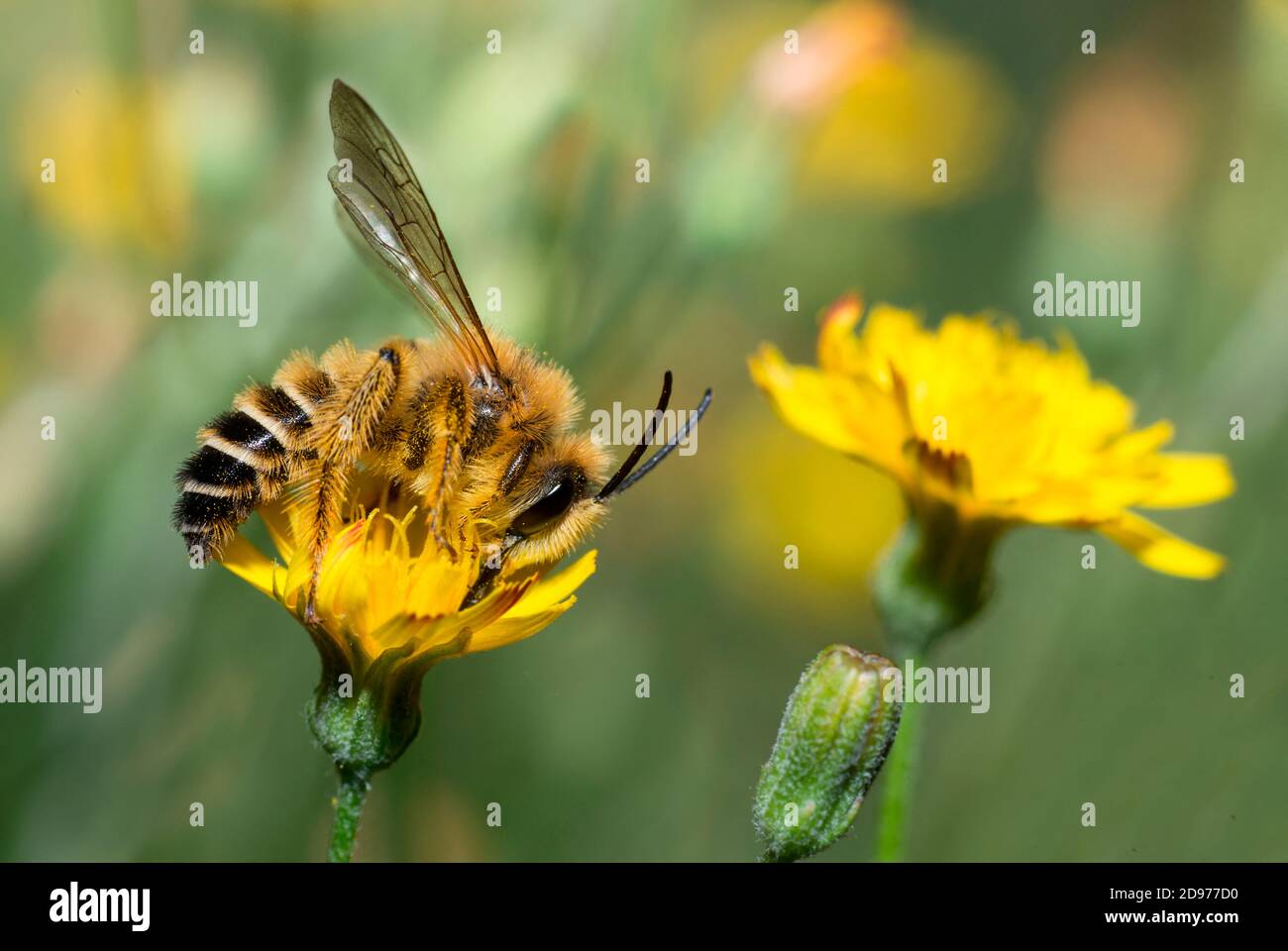 Hairy legged Mining Bee (Dasypoda hirtipes) male on Hawk Beard (Crepis ...