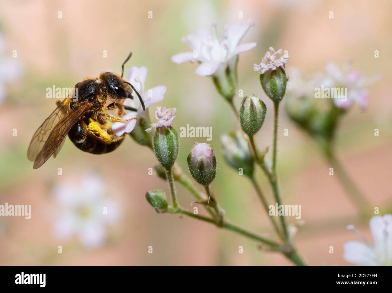 Halictus simplex hi-res stock photography and images - Alamy