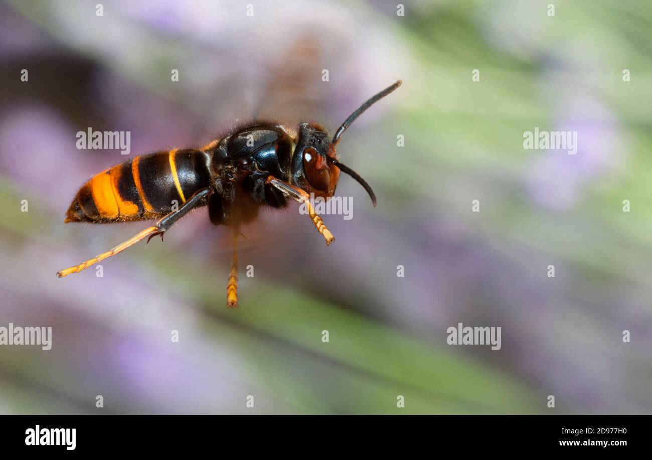 Asian predatory wasps hi-res stock photography and images - Alamy