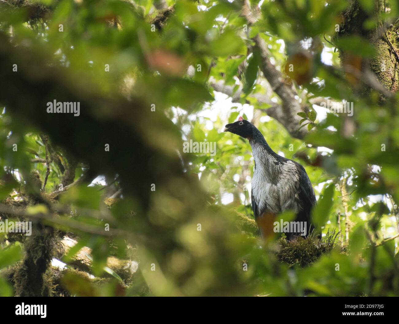 Derbianus hi-res stock photography and images - Alamy