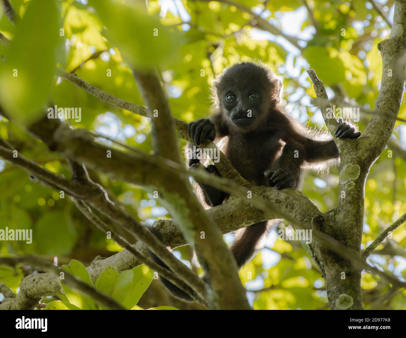 Baby howler monkey (Alouatta pigra) carefully watching the other troop ...