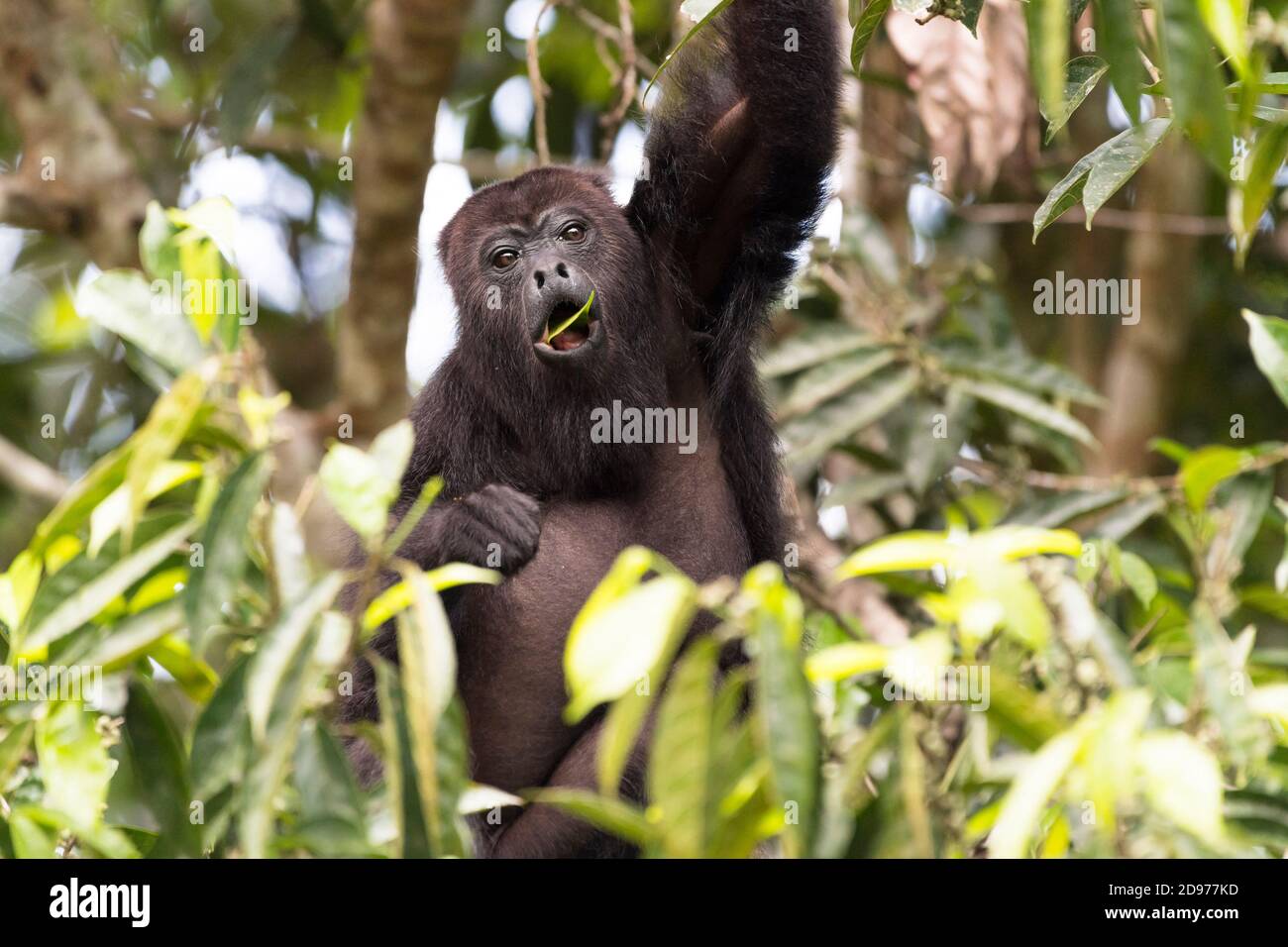 Black howler monkey (Alouatta pigra) eating green leaves on tree inside ...