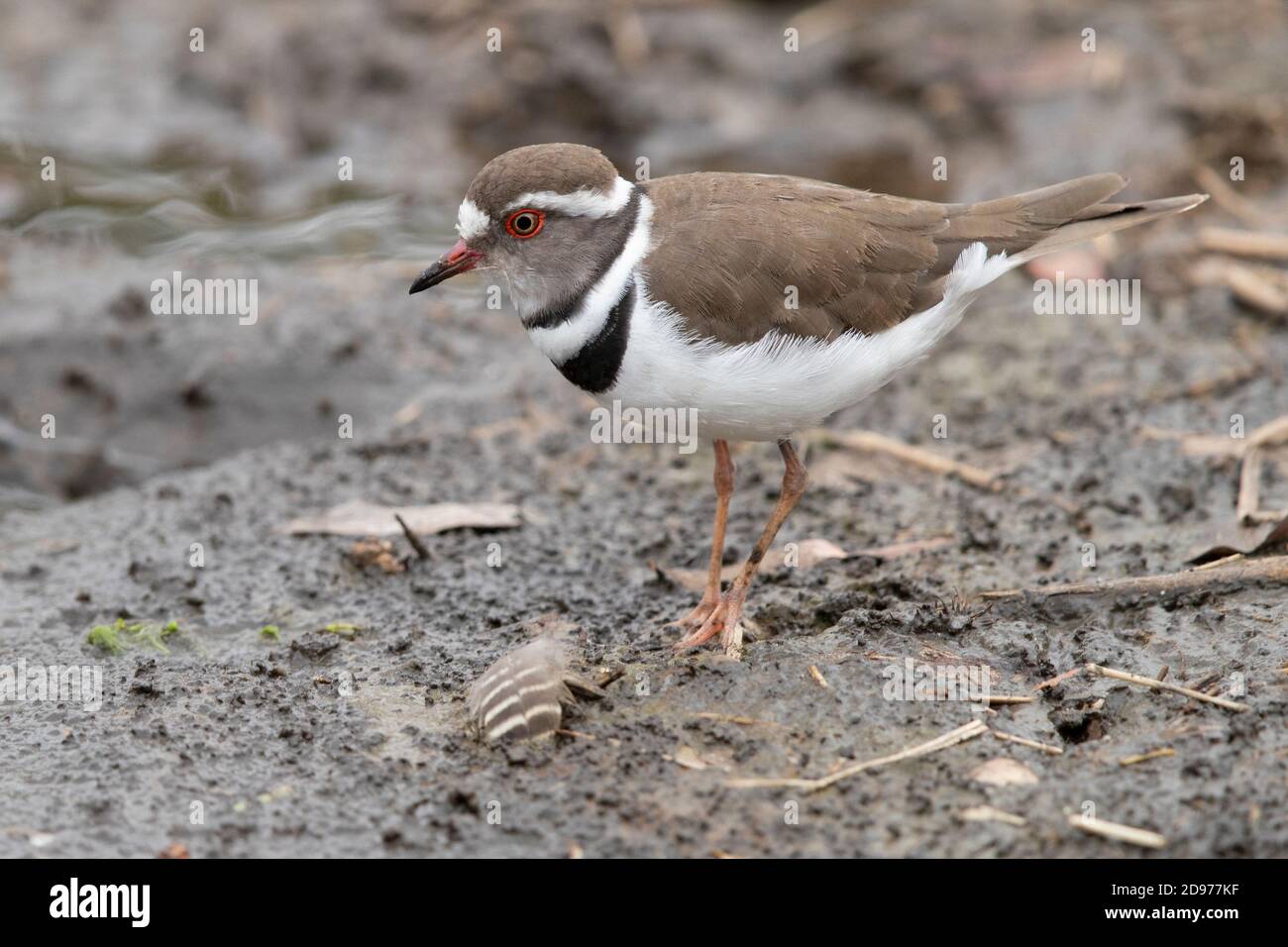 Species Of Plover High Resolution Stock Photography and Images - Alamy