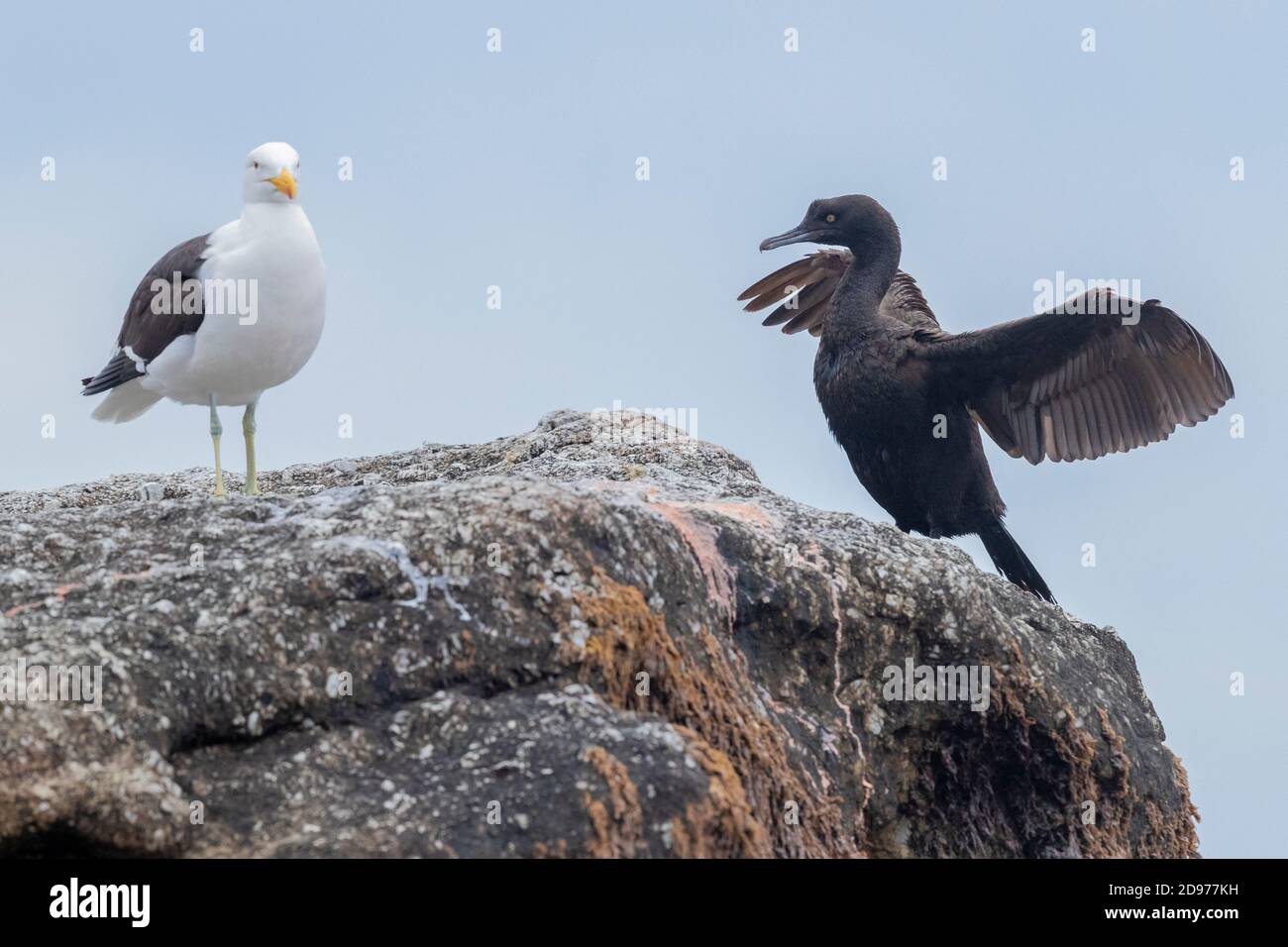 Bank cormorant hi-res stock photography and images - Alamy