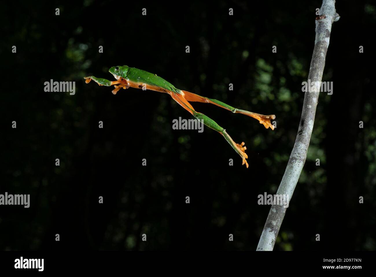 Black-eyed frog (Agalychnis moreletii) jumping from the tree branch. El ...