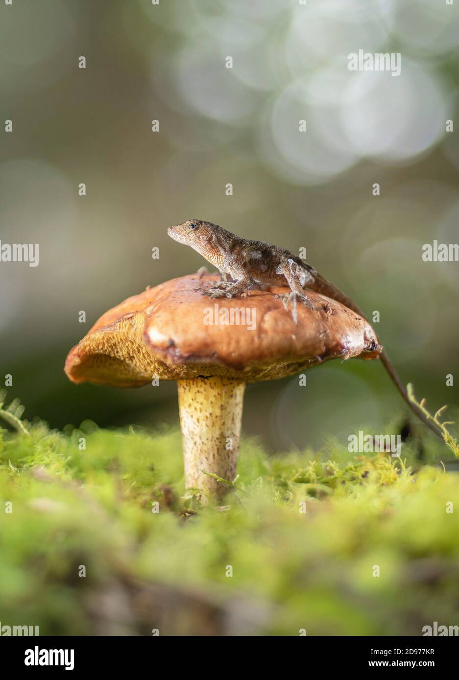 Fan lizard (Anolis tropidonotus) on a mature fungus. Lagunas de ...