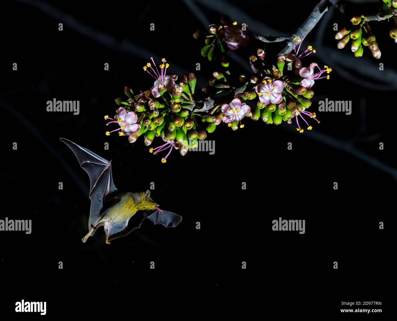 Maguey minor bat (Leptonycteris yerbabuenae) feeding on pollen from the ...