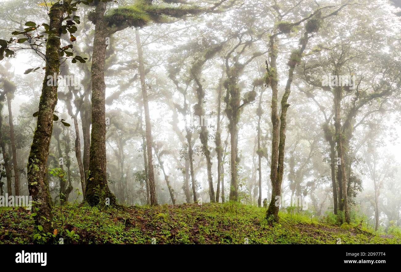 Mexico forest hi-res stock photography and images - Alamy