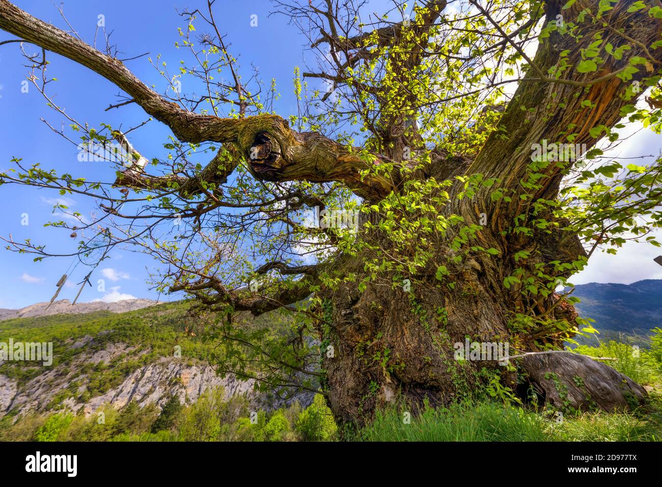 The famous chestnut of Bellieux, in Diois, one of the oldest known ...