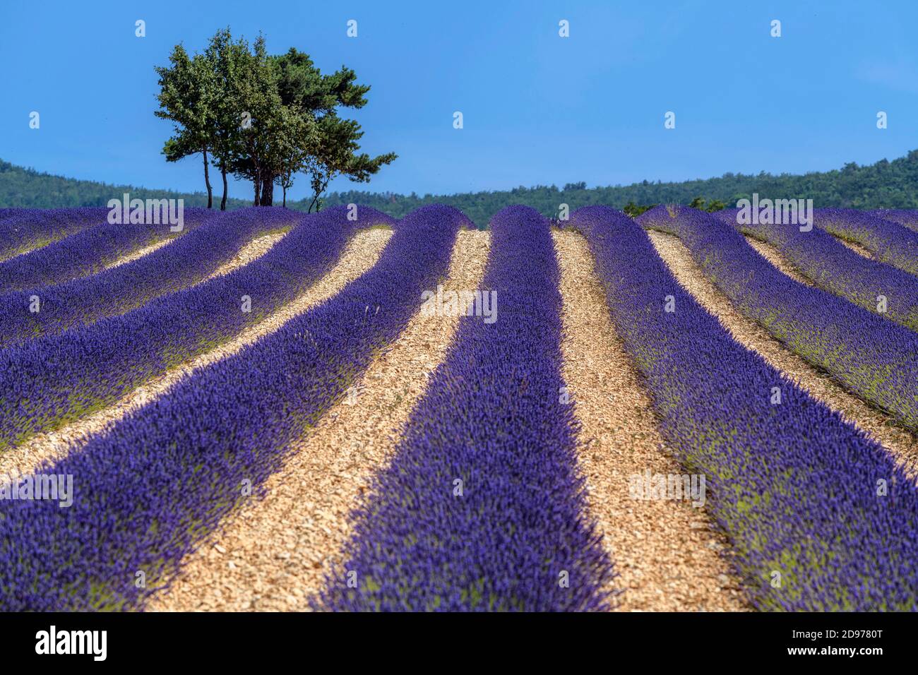Lavender field on the Sault plateau, Spectacular flowering at the end ...
