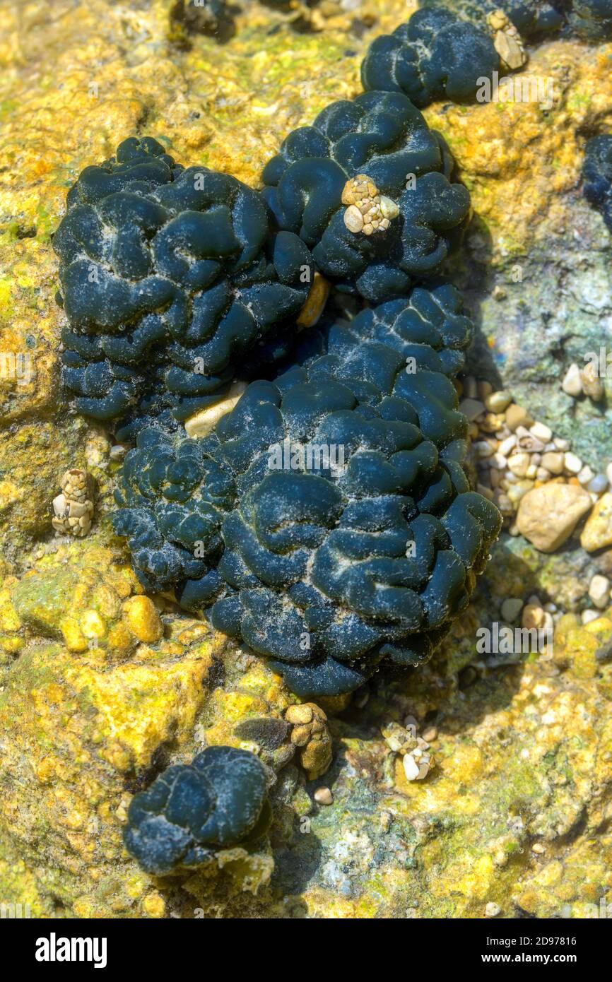 Nostoc Algae High Resolution Stock Photography and Images - Alamy