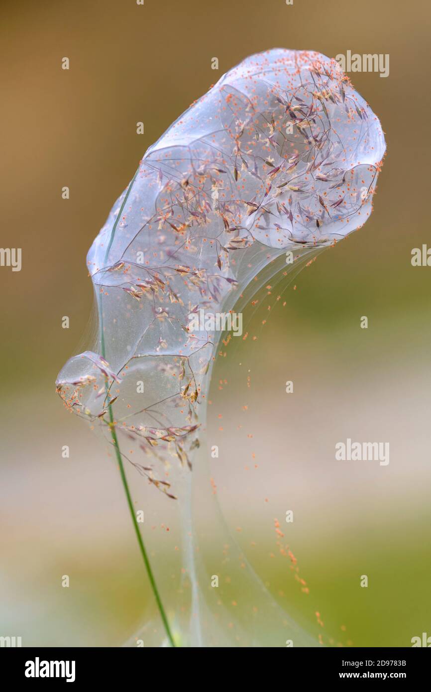 Spider web pathology hi-res stock photography and images - Alamy