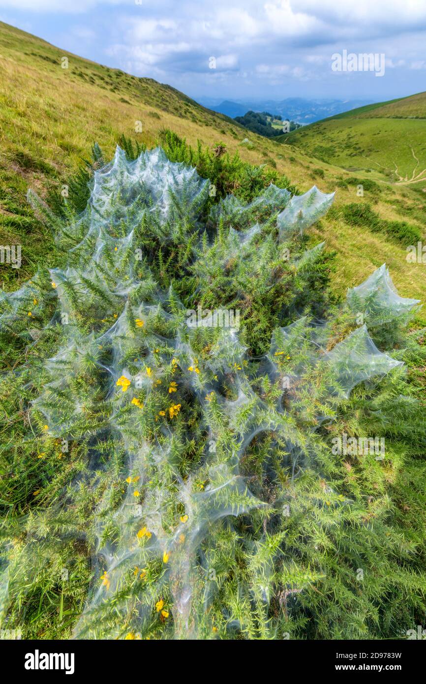 Community silk web of Spider mites (social mites), Gorse red spider ...