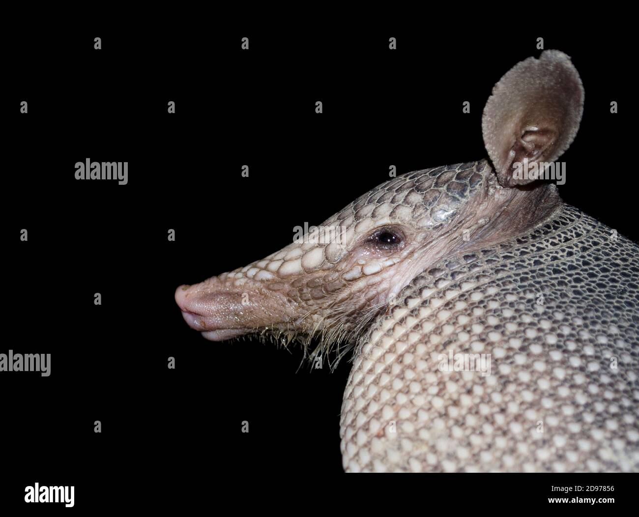 Armadillo nine banded (Dasypus novemcinctus), Central depression of ...