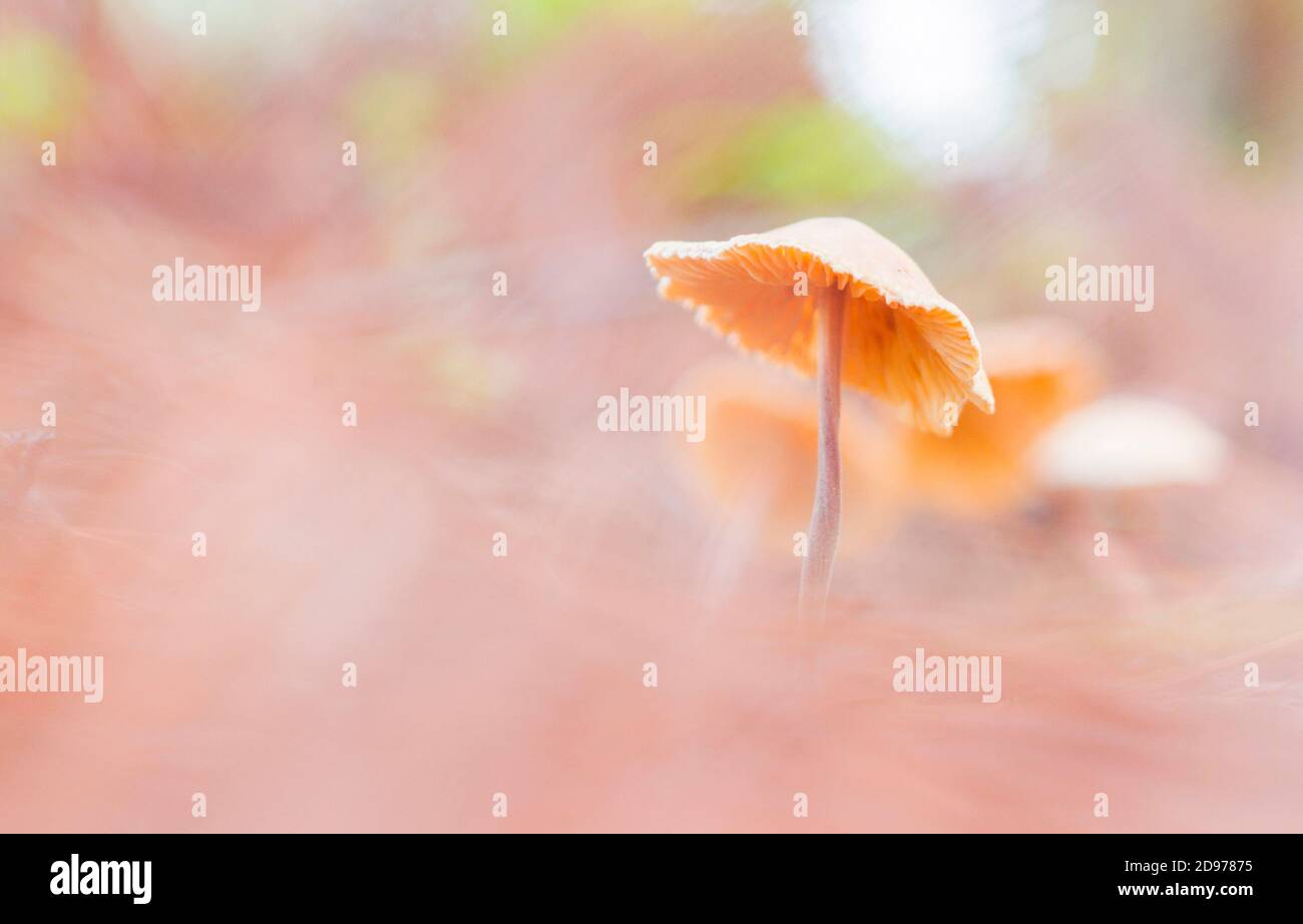 Marasmius genus fungus in the leaf litter of the forest of Lagunas de ...