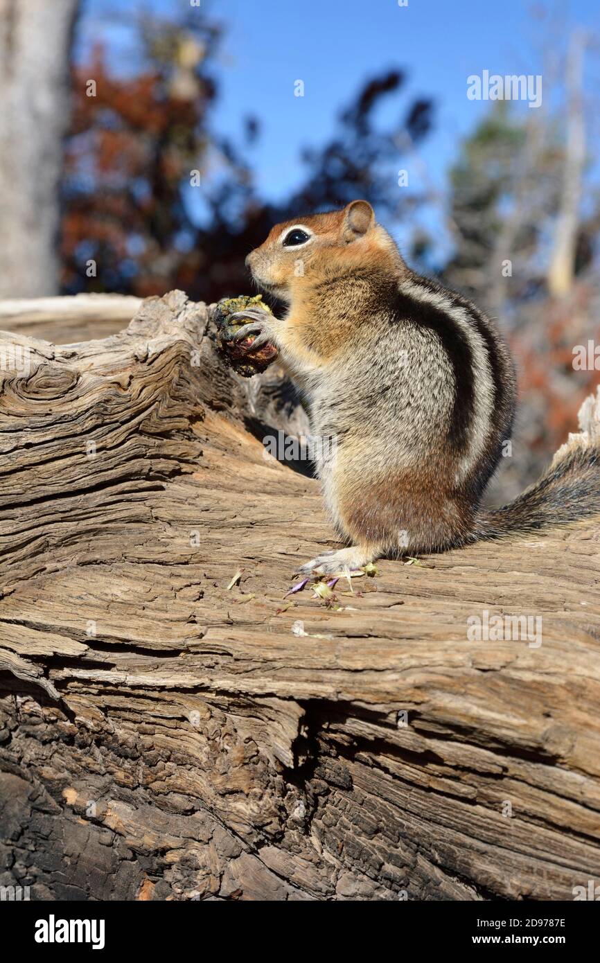 Golden-mantled Ground Squirrel (Callospermophilus lateralis), Crater ...