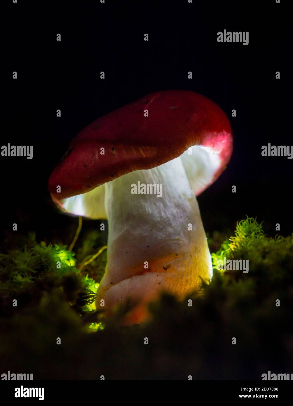 Mushroom of the genus Russula illuminated with led light, San Jose ...