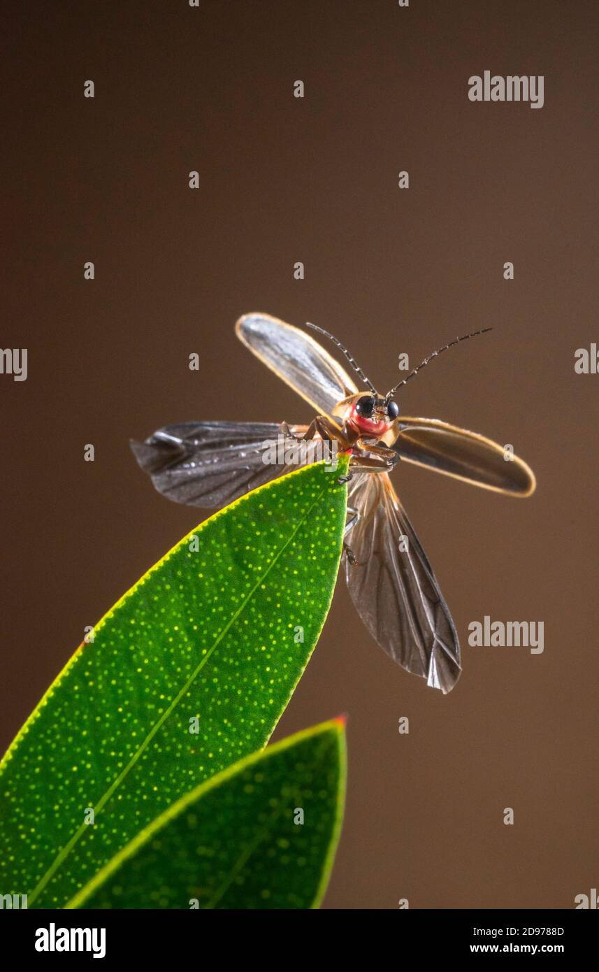 Common eastern firefly hi-res stock photography and images - Alamy