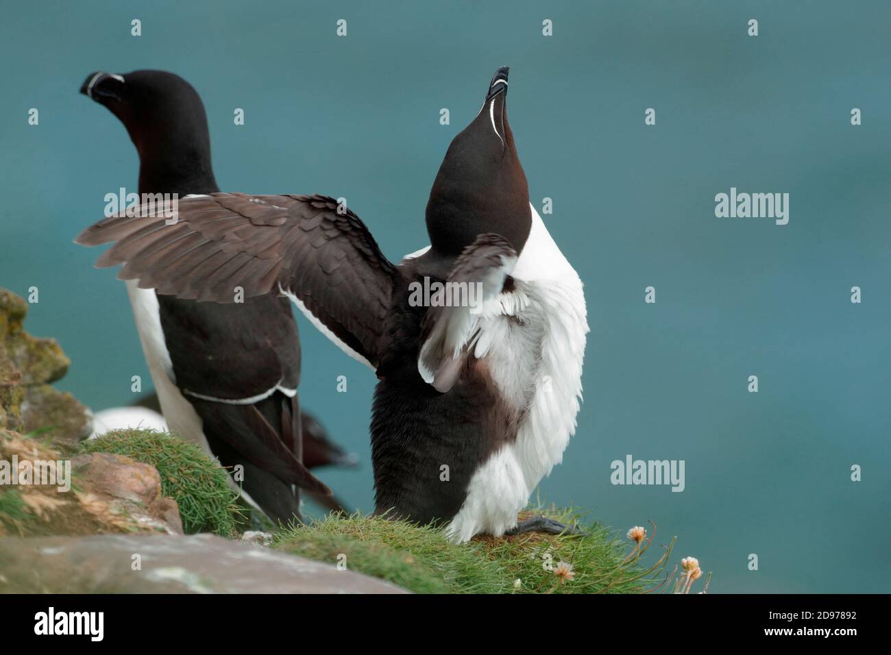 Razorbill (Alca torda) on cliff, Scotland Stock Photo - Alamy