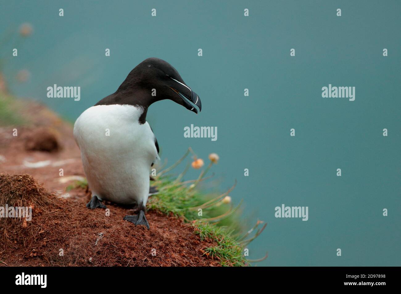 Razorbill (Alca torda) on cliff, Scotland Stock Photo - Alamy