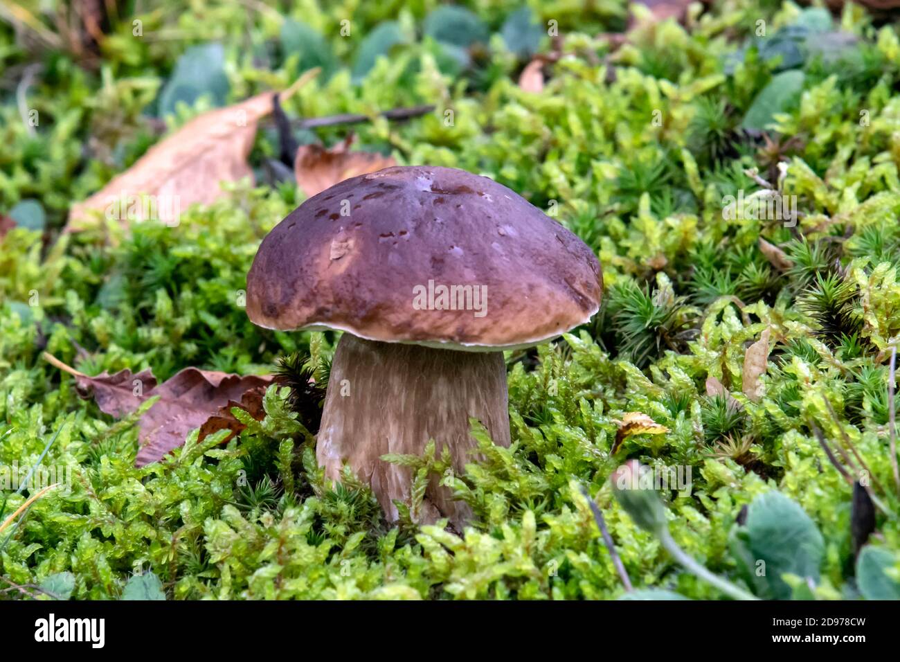 King bolete (Boletus edulis) in the moss in autumn, Vosges massif ...