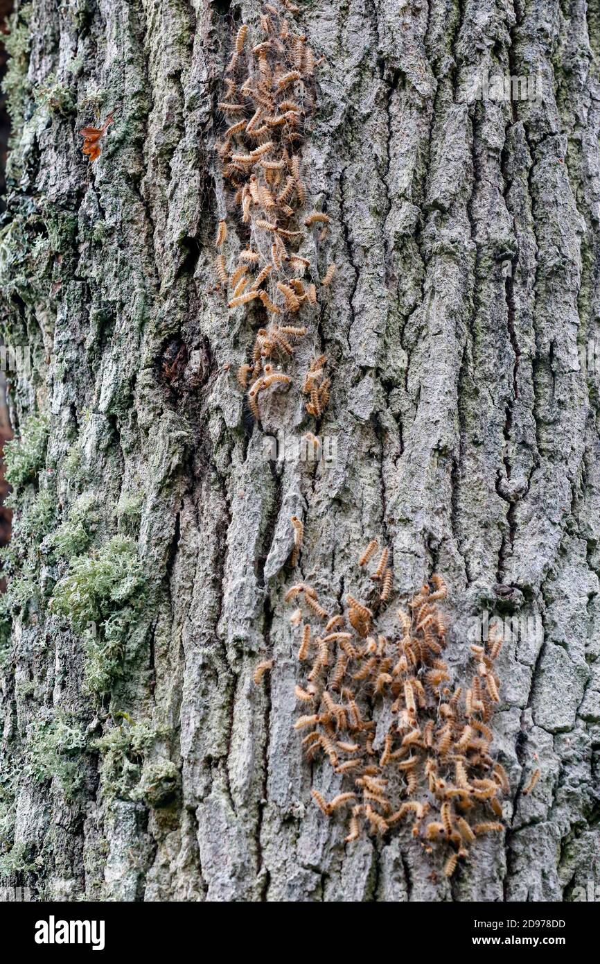 Oak processionary moth (Thaumetopoea processionea) Group of ...