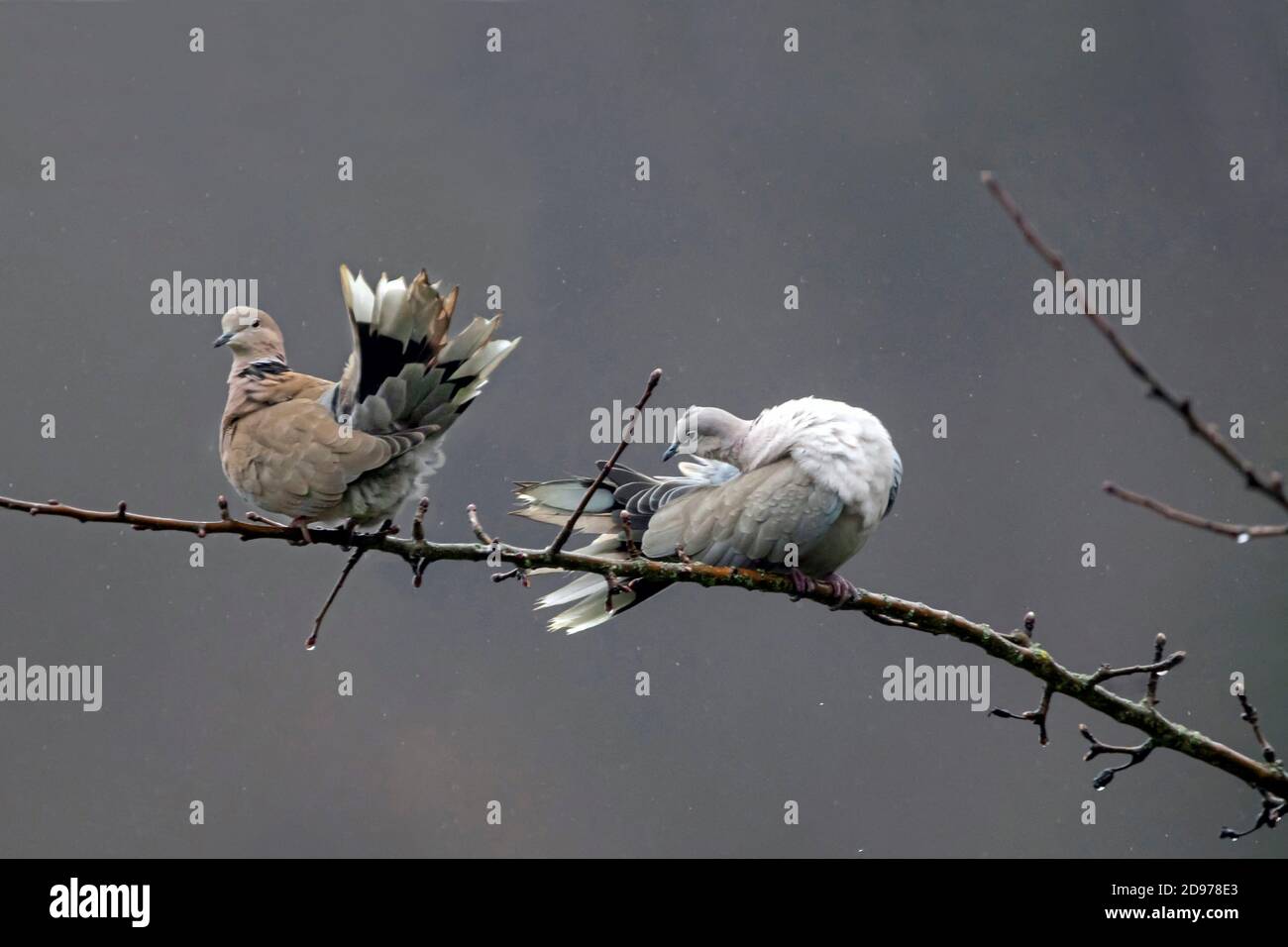 Eurasian collared dove (Streptopelia decaocto) Couple grooming on an ...