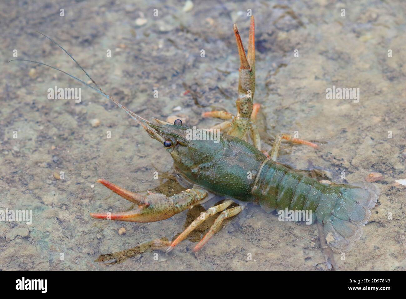 Narrow clawed turkish crayfish astacus leptodactylus hi-res stock ...