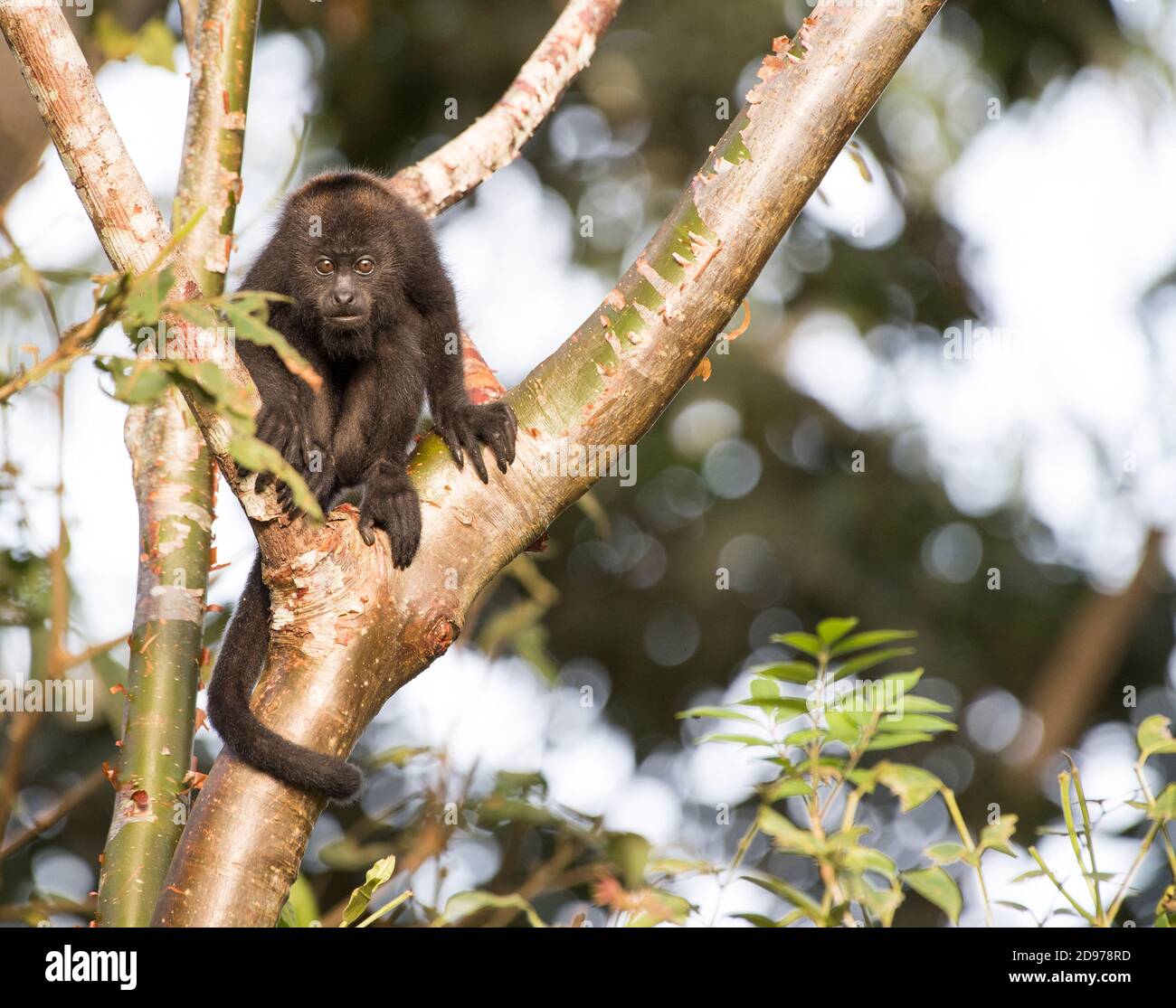 Juvenile howler monkey (Alouatta pigra) resting on a tree branch within ...