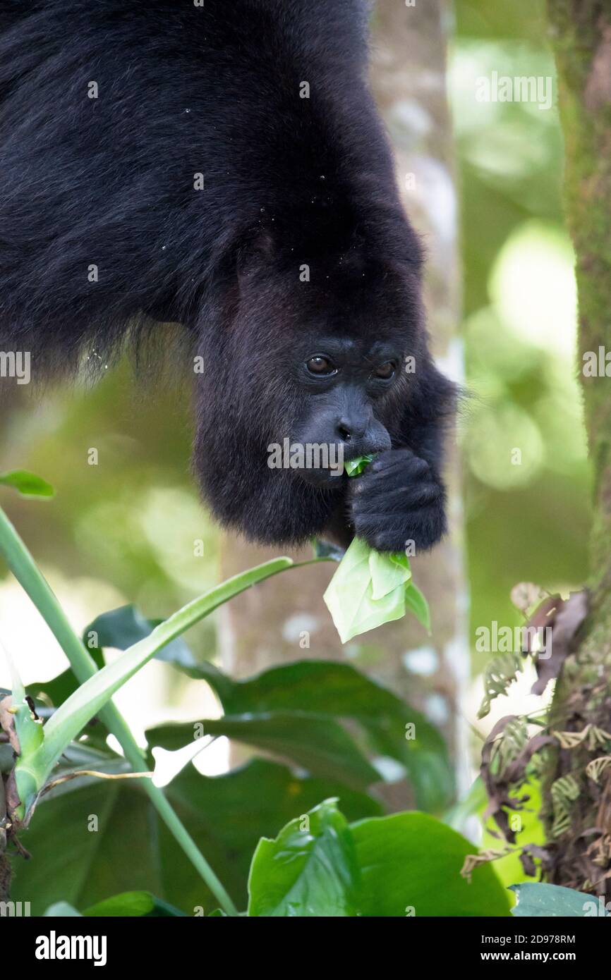 Adult howler monkey (Alouatta pigra) eating green leaves on a tree ...